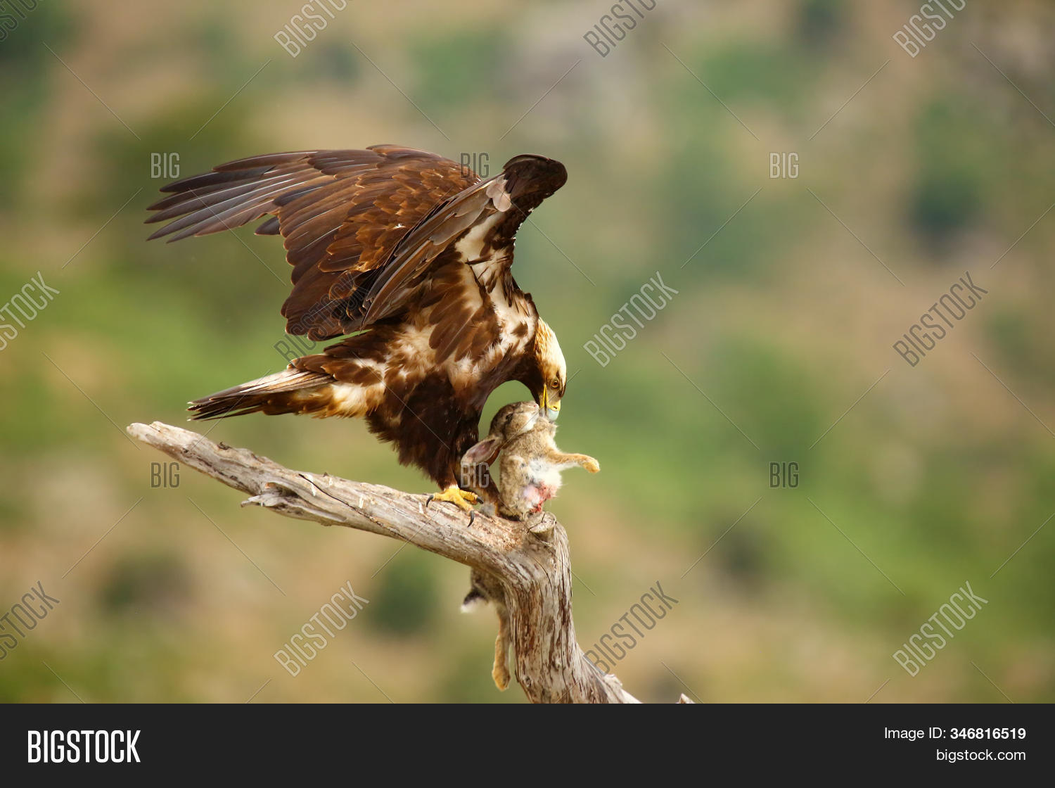 Spanish Imperial Eagle Image & Photo (Free Trial) | Bigstock