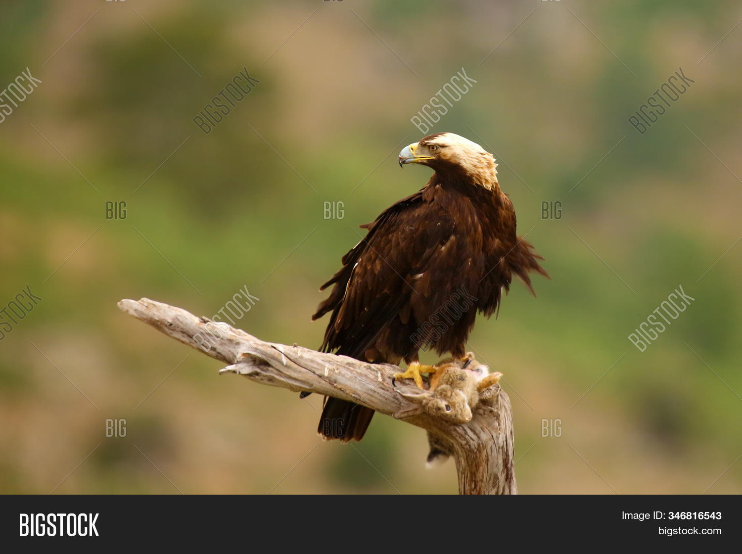 Spanish Imperial Eagle Image & Photo (Free Trial) | Bigstock