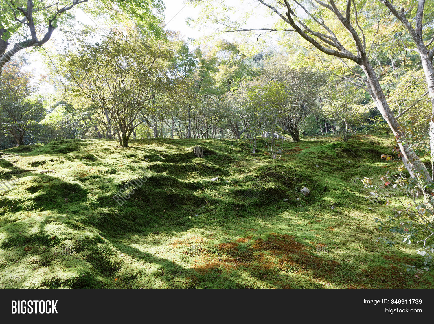 Glade Beautiful Park Image & Photo (Free Trial) | Bigstock