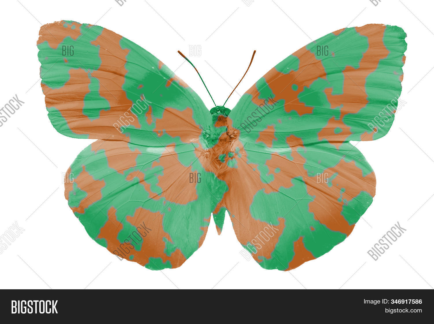 Military Butterfly. Image & Photo (Free Trial) | Bigstock