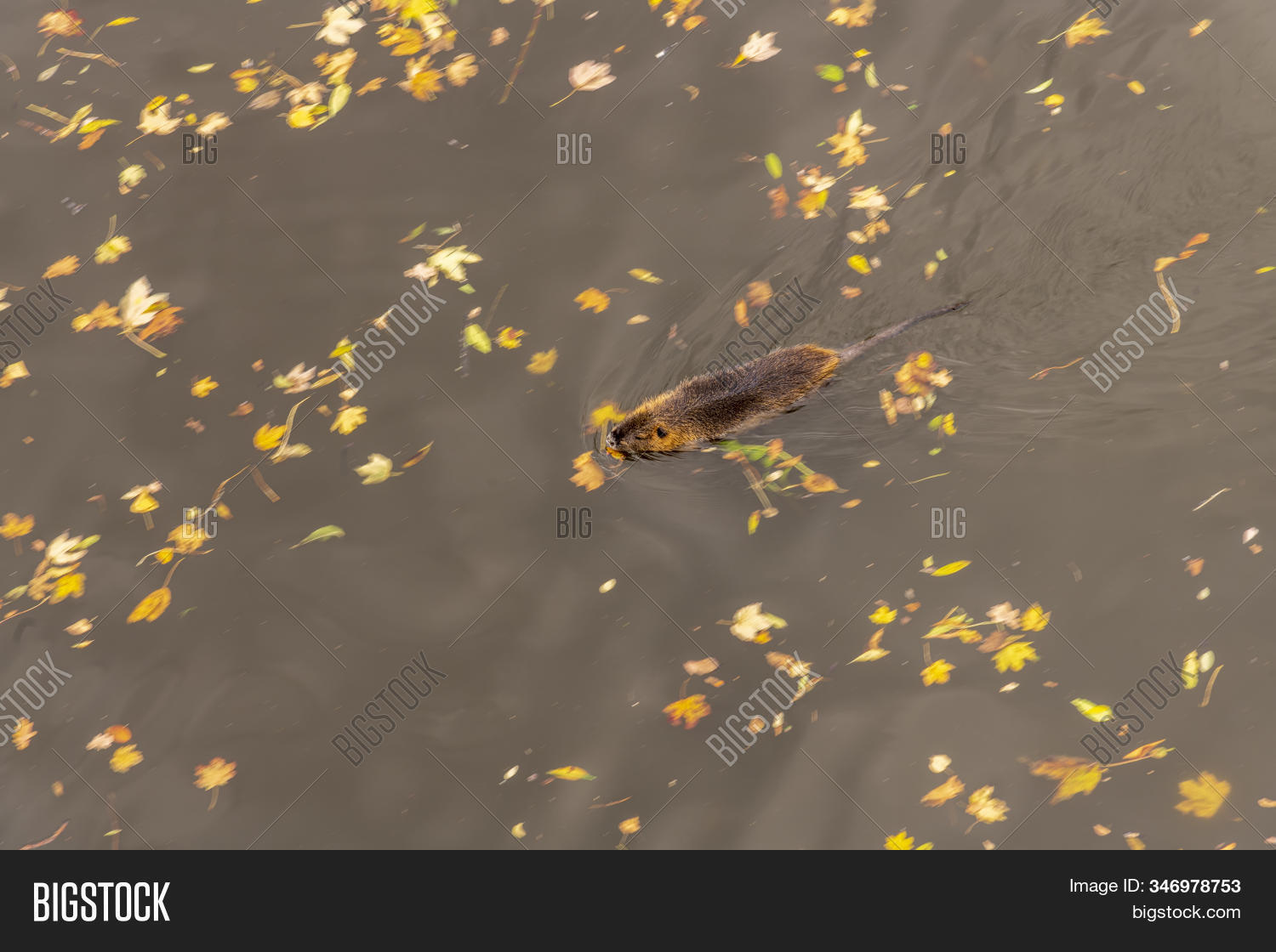 Adult Beaver Eating Image & Photo (Free Trial) | Bigstock