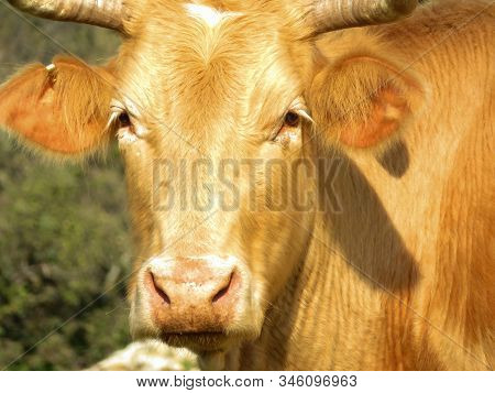 Cow Face Images, Illustrations & Vectors (Free) - Bigstock