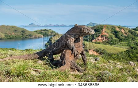 Fighting Comodo Dragon Image & Photo (Free Trial) | Bigstock