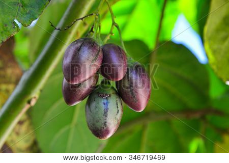 Datura Fruits On Tree Image & Photo (Free Trial) | Bigstock