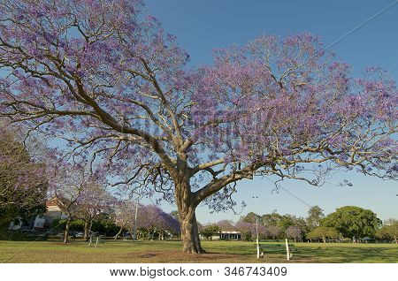 Jacaranda Tree Images, Illustrations & Vectors (Free) - Bigstock