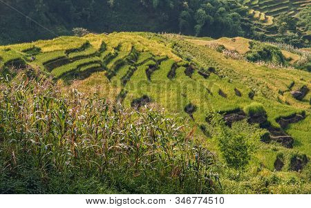 Blooming Rice Plants Image & Photo (Free Trial) | Bigstock