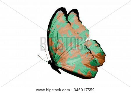 Military Butterfly. Image & Photo (Free Trial) | Bigstock