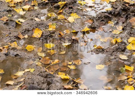 Leaves In A Puddle On A Muddy Path In Autumn - Stock Image - Everypixel