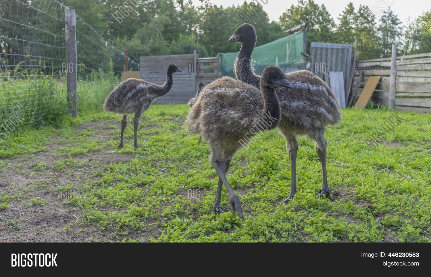 Young Emu Ostriches Image & Photo (Free Trial) | Bigstock