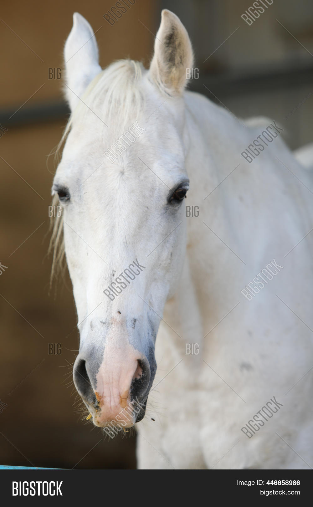 Portrait Purebred Image & Photo (Free Trial) | Bigstock