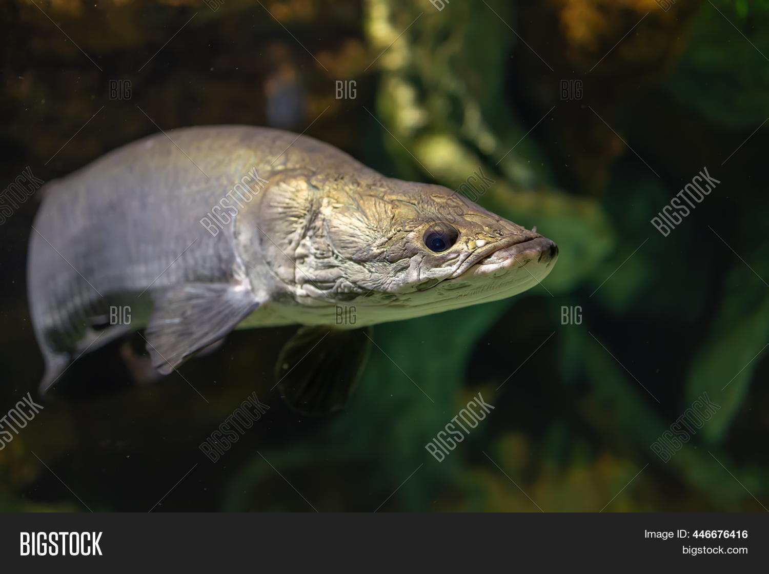 Portrait Arapaima Image & Photo (Free Trial) | Bigstock