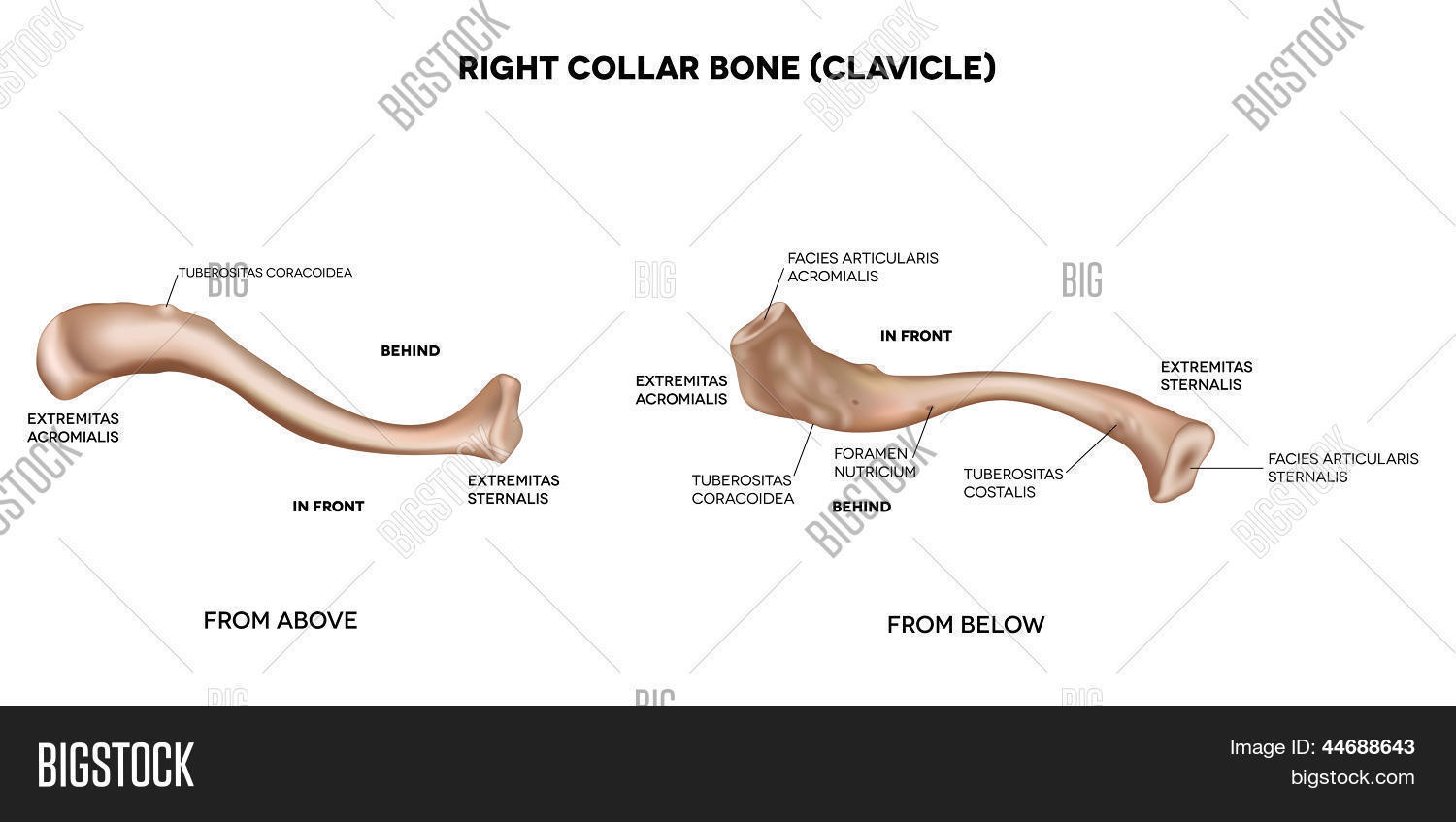 Clavicle (collar Bone Vector & Photo (Free Trial) | Bigstock