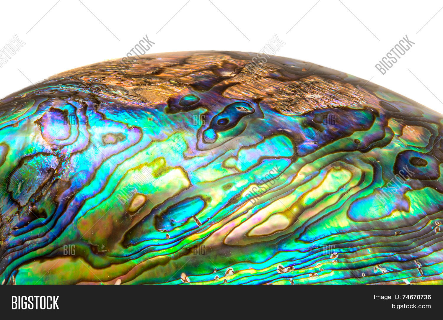 Paua Image & Photo (Free Trial) | Bigstock