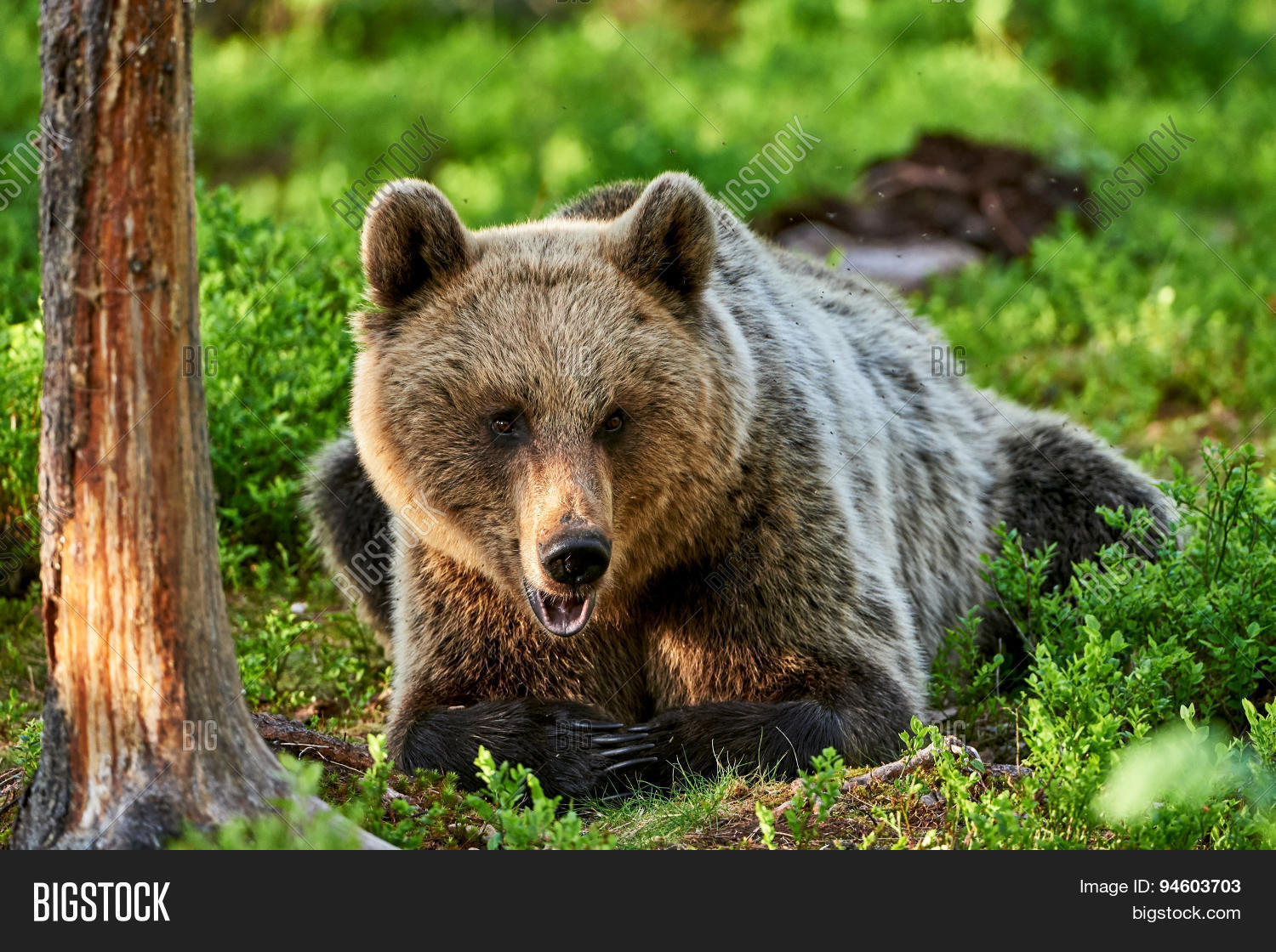 Brown Bear Lying Image & Photo (Free Trial) | Bigstock