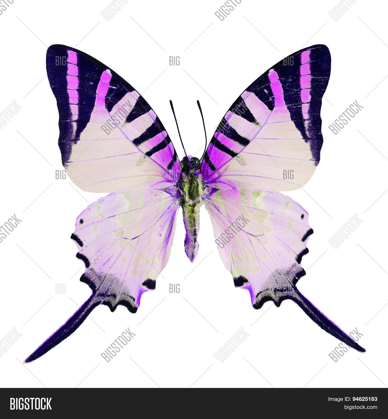 Fancy Butterfly Image & Photo (Free Trial) | Bigstock