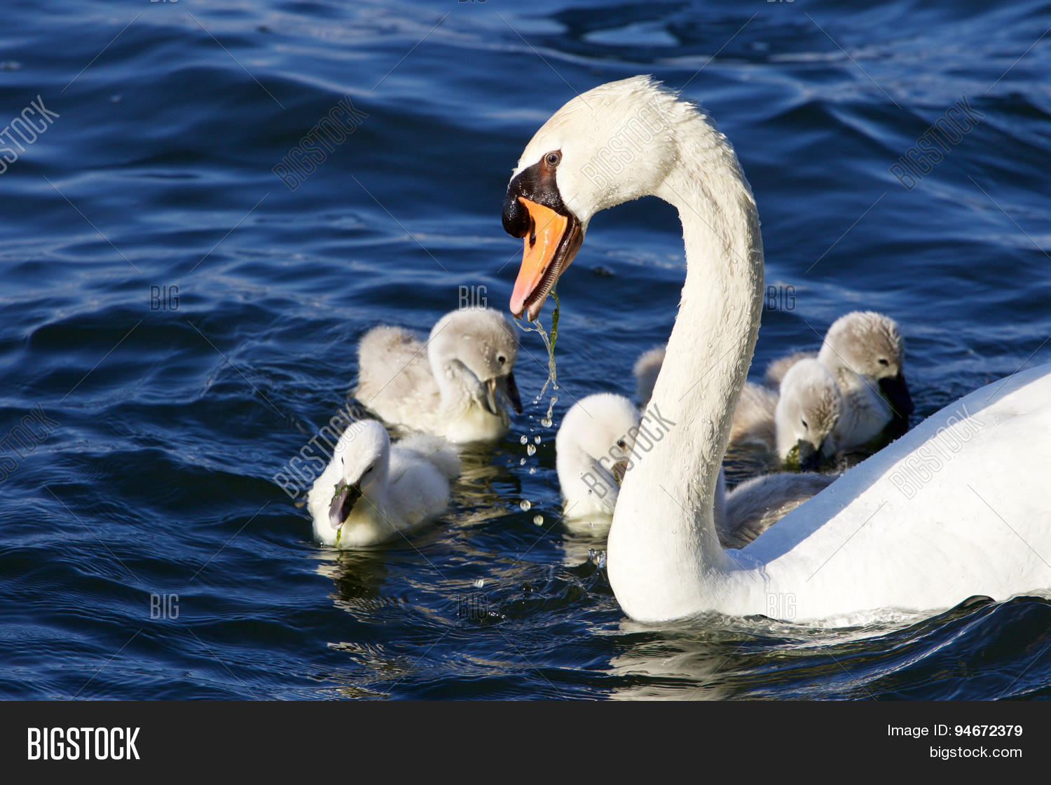 Father-swan Helps Her Image & Photo (Free Trial) | Bigstock