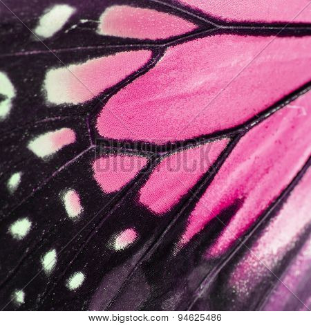 Pink Butterfly Wing Image & Photo (Free Trial) | Bigstock