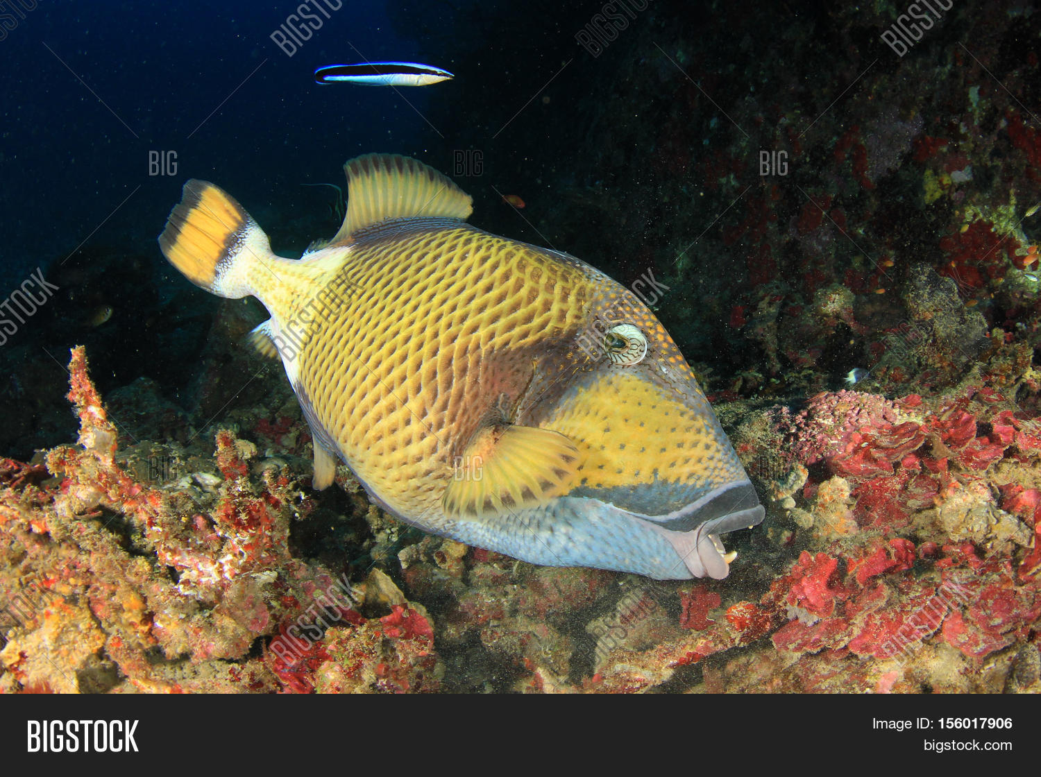 Titan Triggerfish Image & Photo (Free Trial) | Bigstock