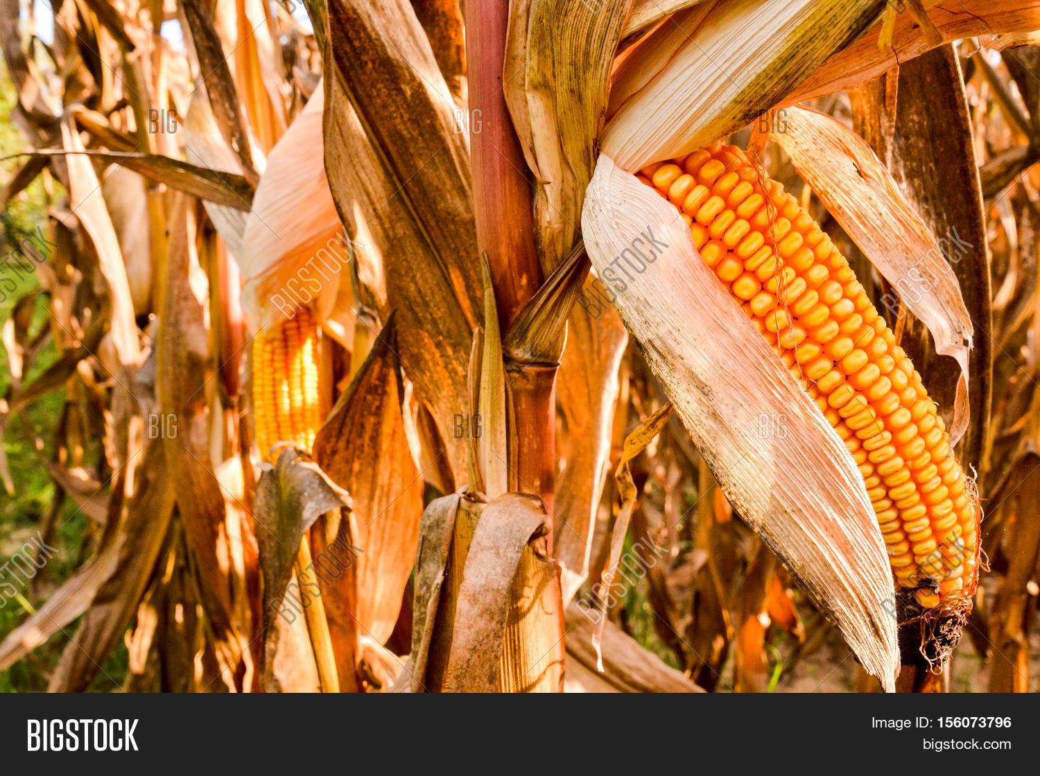 Corn Plant Background Image & Photo (Free Trial) | Bigstock