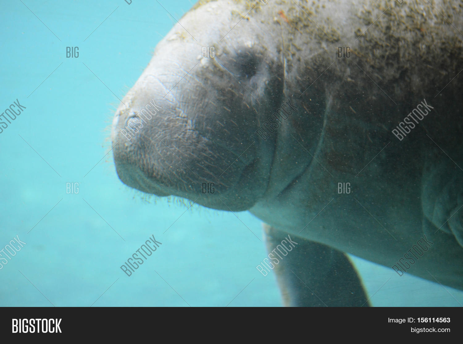 Manatee Swimming Along Image & Photo (Free Trial) | Bigstock