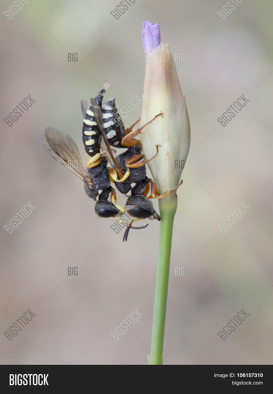 Wasp On Plant, Lestica Image & Photo (Free Trial) | Bigstock