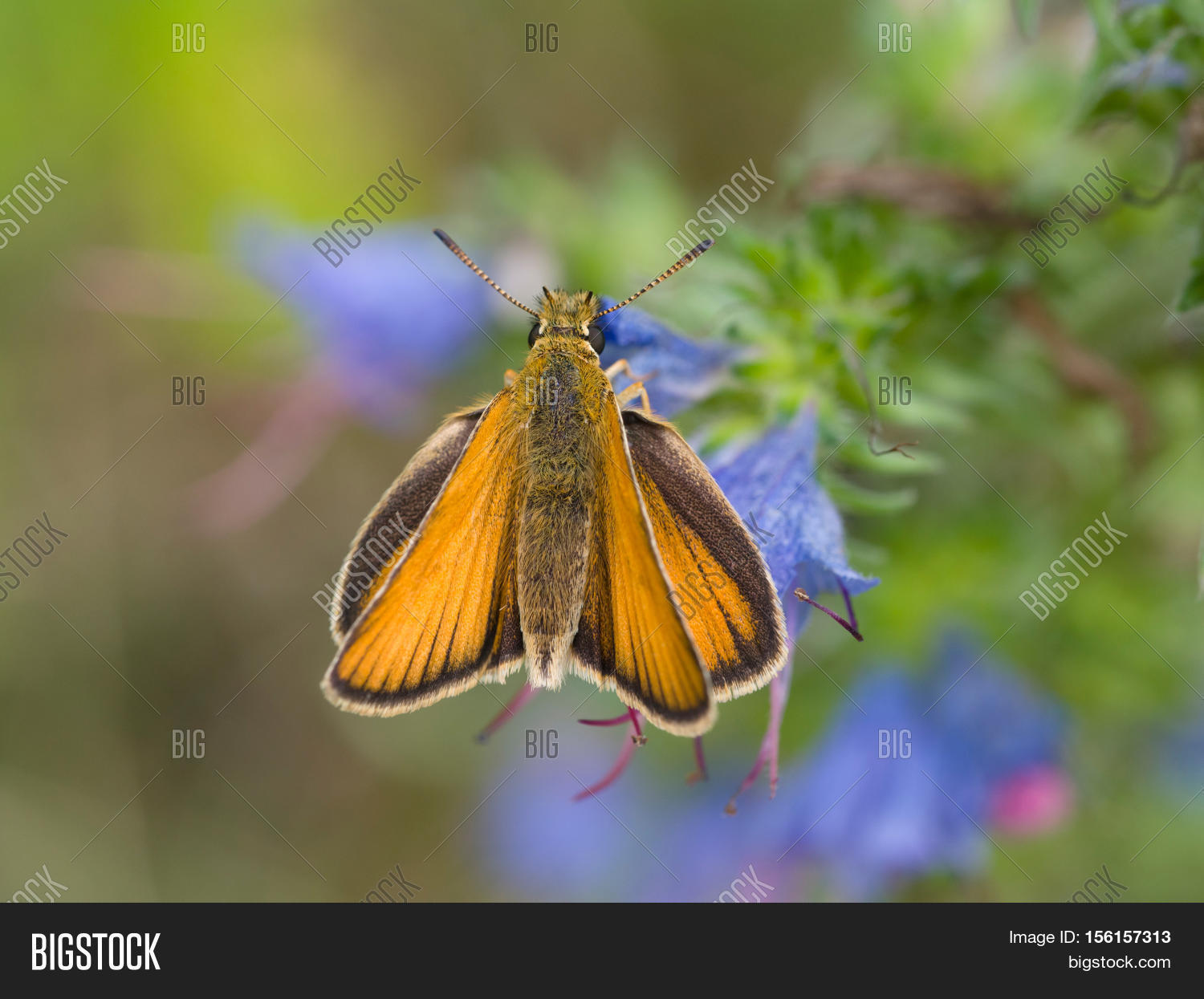 European Skipper ( Image & Photo (Free Trial) | Bigstock