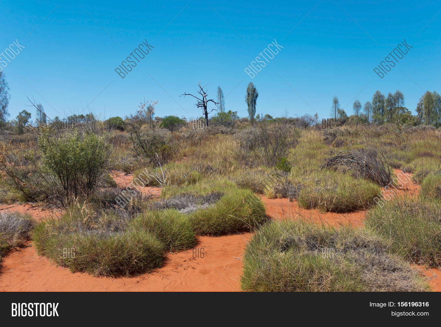 Landscape Desert Oak Image & Photo (Free Trial) | Bigstock