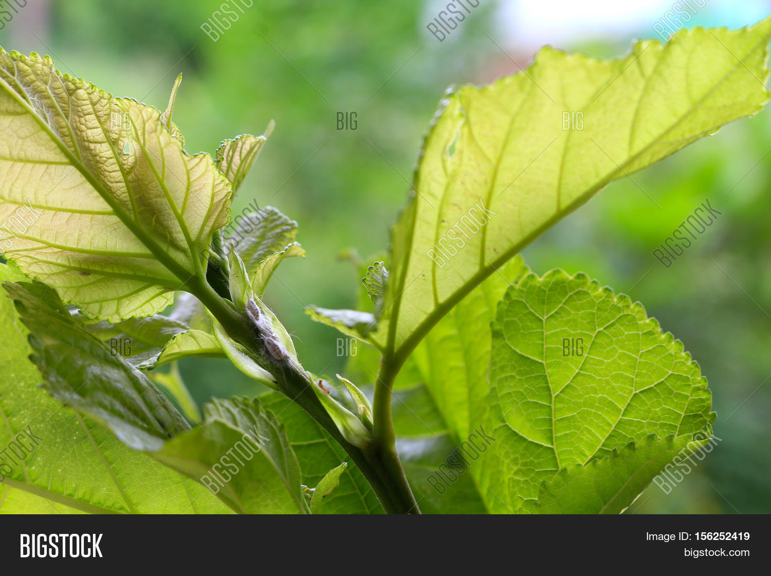 Mealy Bug Eating Sap Image & Photo (Free Trial) | Bigstock