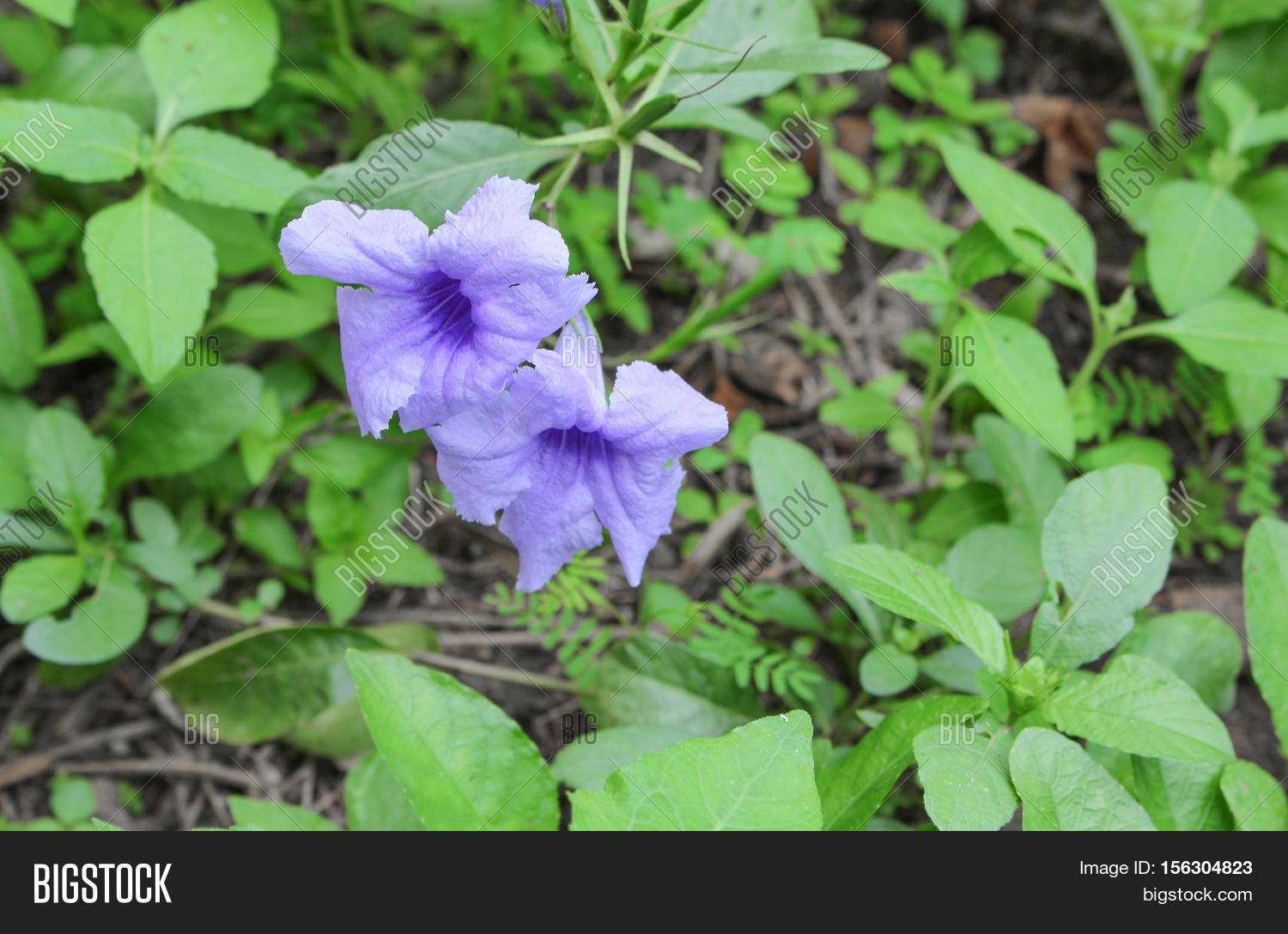 Popping Pod Flower Image & Photo (Free Trial) | Bigstock