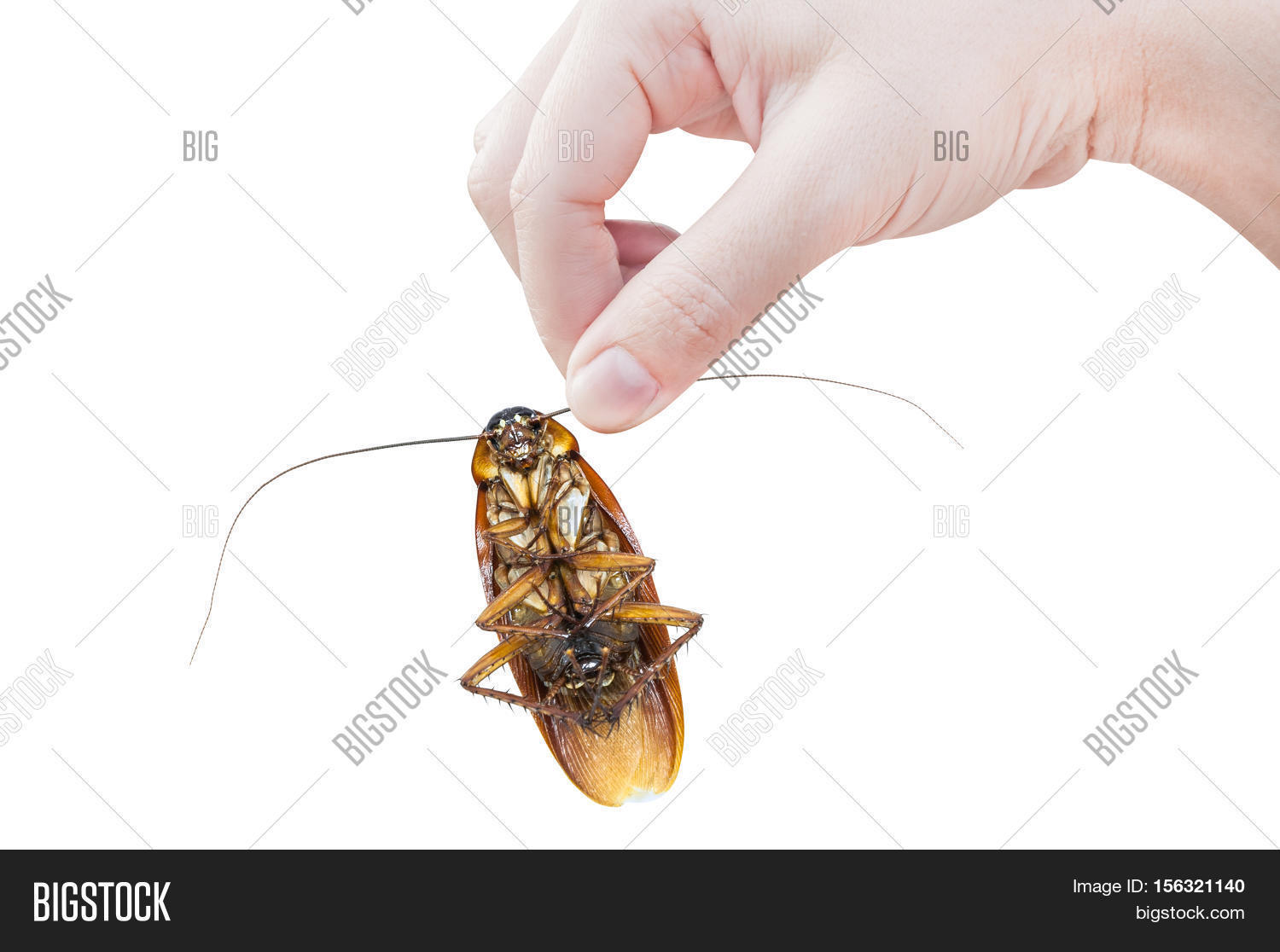 Hand Holding Brown Image & Photo (Free Trial) | Bigstock