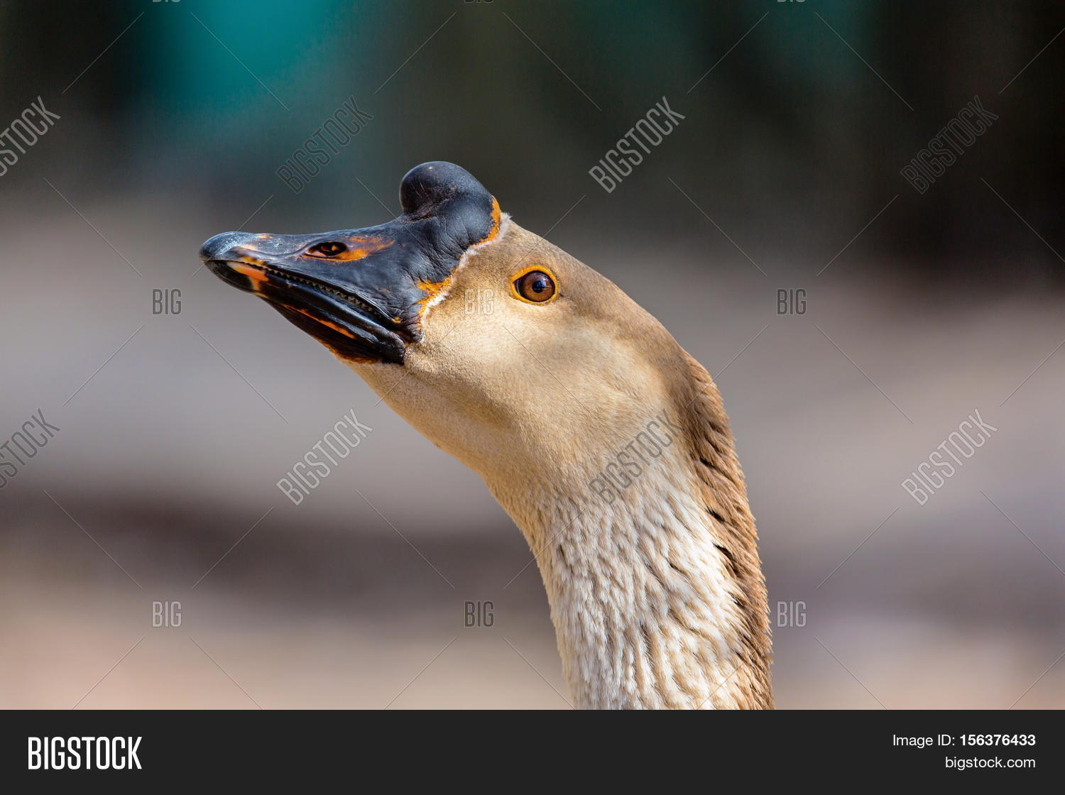 Chinese Goose Breed Image & Photo (Free Trial) | Bigstock