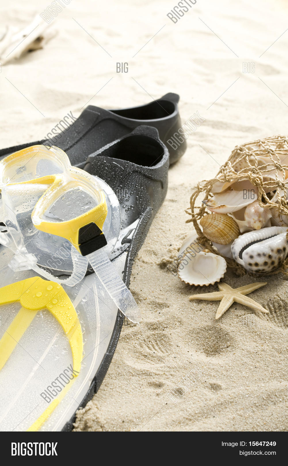 Flippers Shells On Image & Photo (Free Trial) | Bigstock