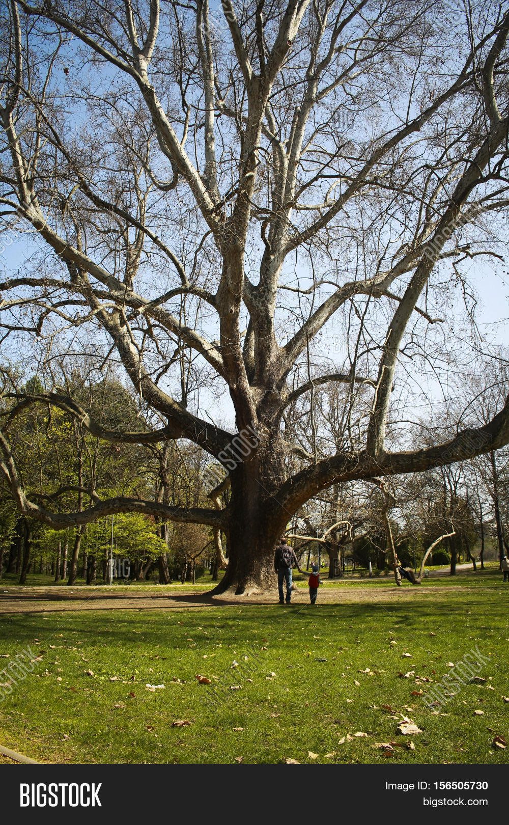Long Huge Sycamore Image & Photo (Free Trial) | Bigstock