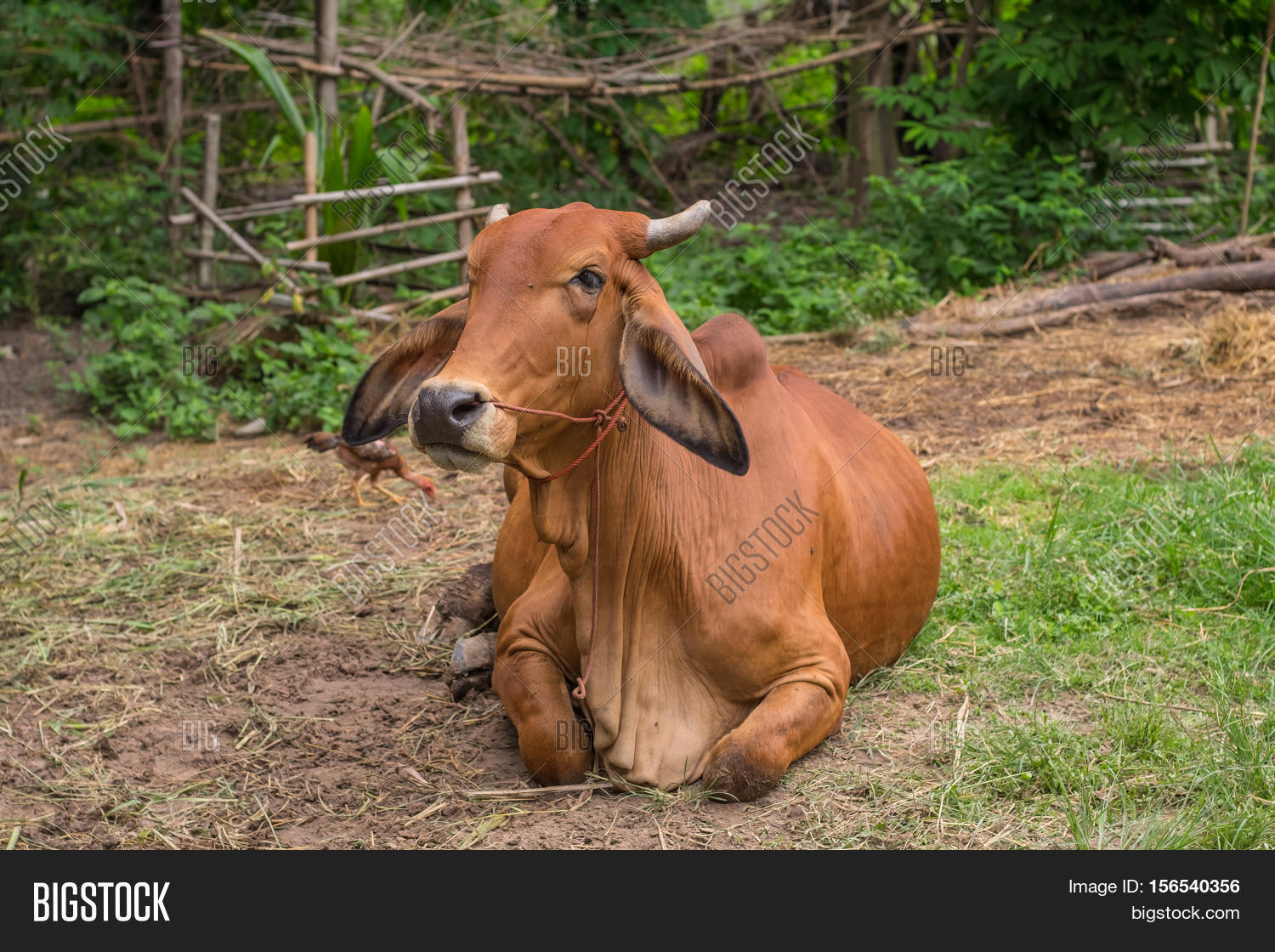 Brown Cows Sit On Image & Photo (Free Trial) | Bigstock