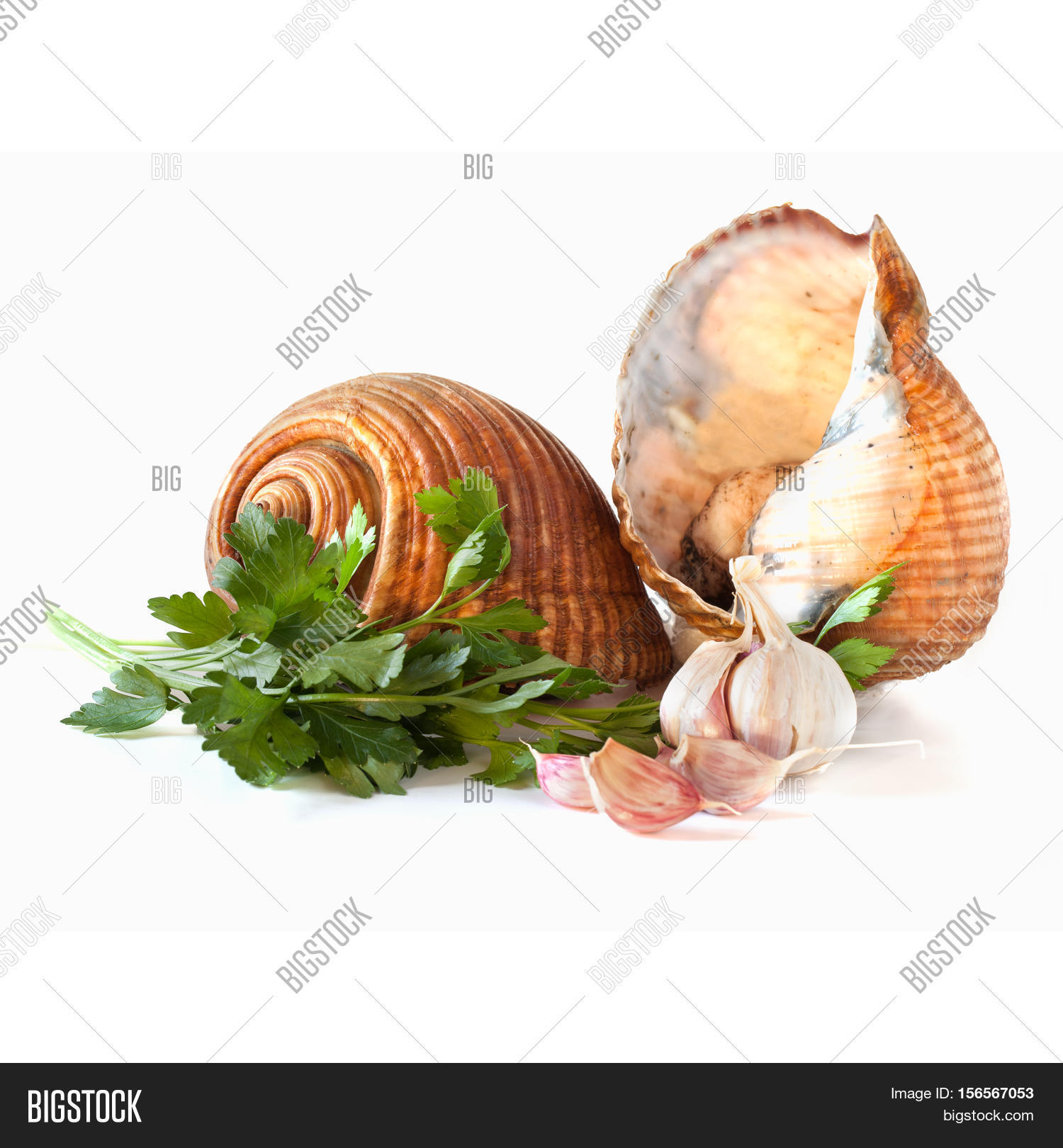Giant Tun Snails Image & Photo (Free Trial) | Bigstock