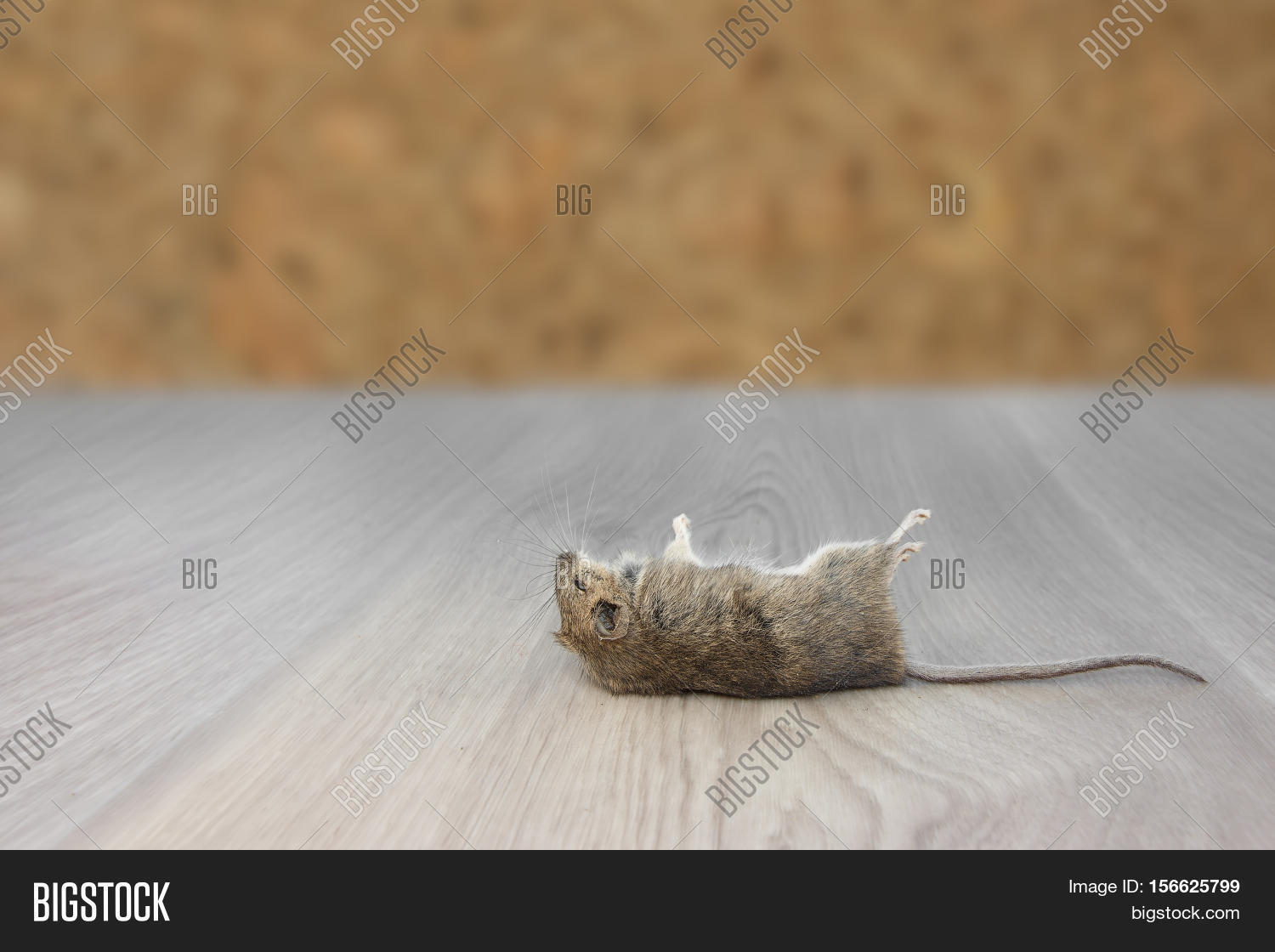 Closeup Dead Mouse Rat Image & Photo (Free Trial) | Bigstock
