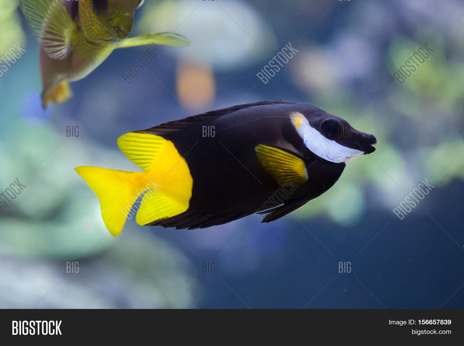 Bicolored Foxface ( Image & Photo (Free Trial) | Bigstock