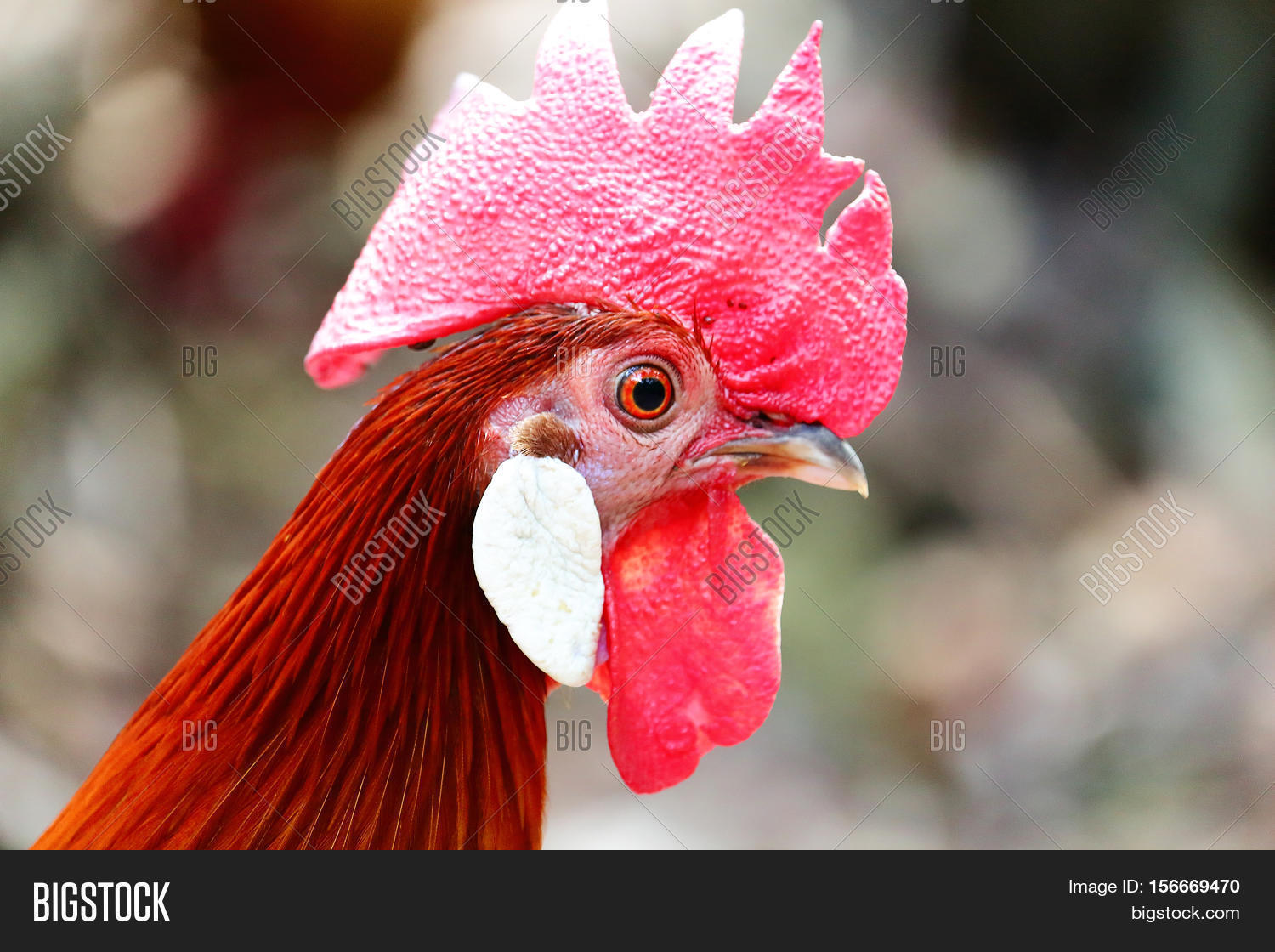 Beautiful Wild Chicken Image & Photo (Free Trial) | Bigstock