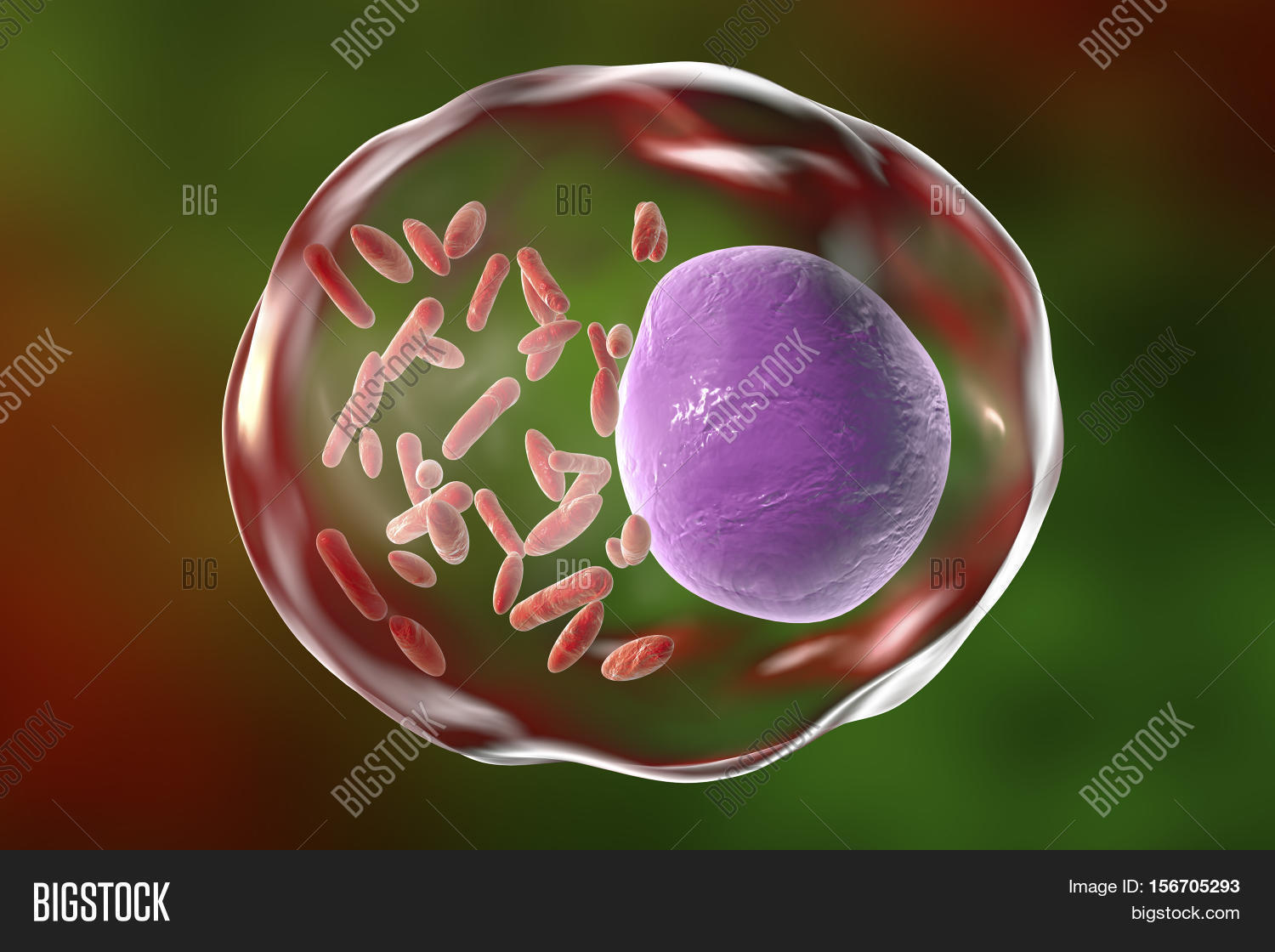 Rickettsia Rickettsii Gram Stain