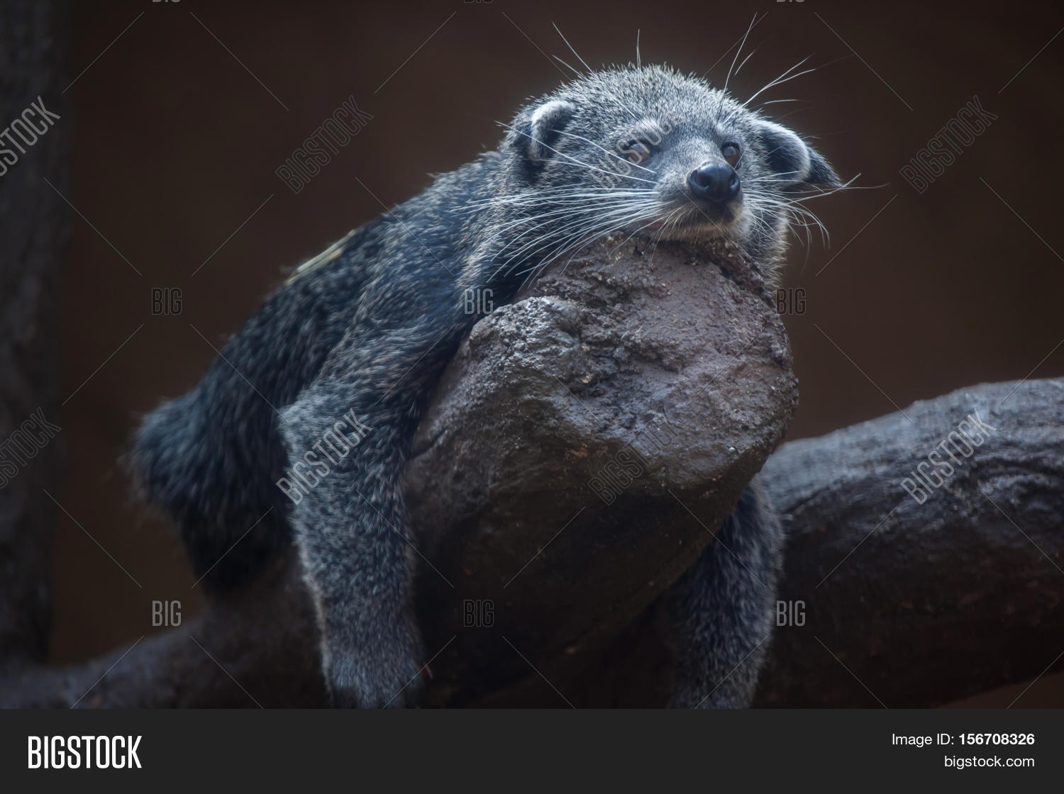 Binturong (Arctictis Image & Photo (Free Trial) | Bigstock