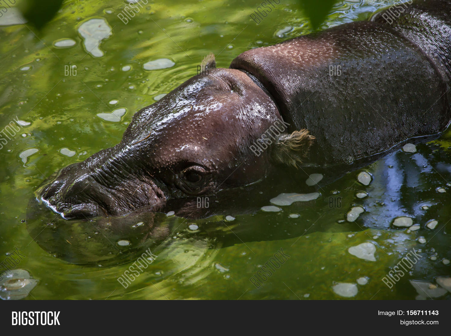 Pygmy Hippopotamus ( Image & Photo (Free Trial) | Bigstock