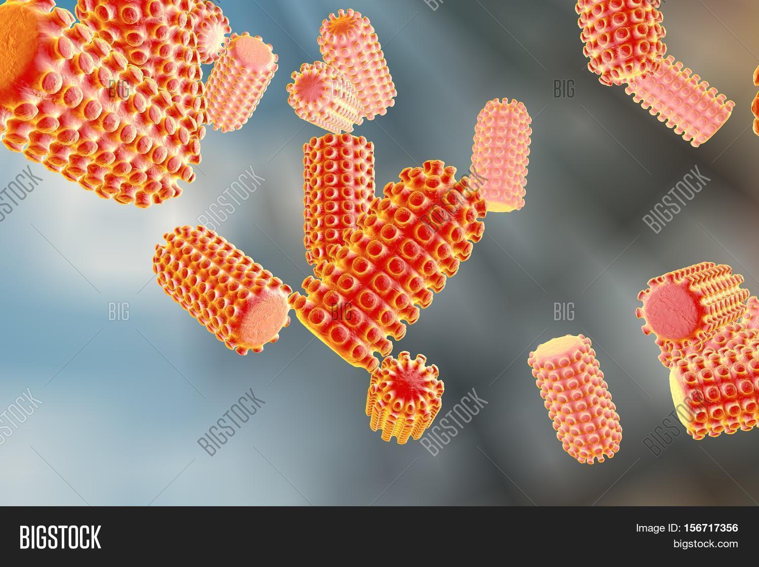 Rabies Virus, 3D Image & Photo (Free Trial) | Bigstock