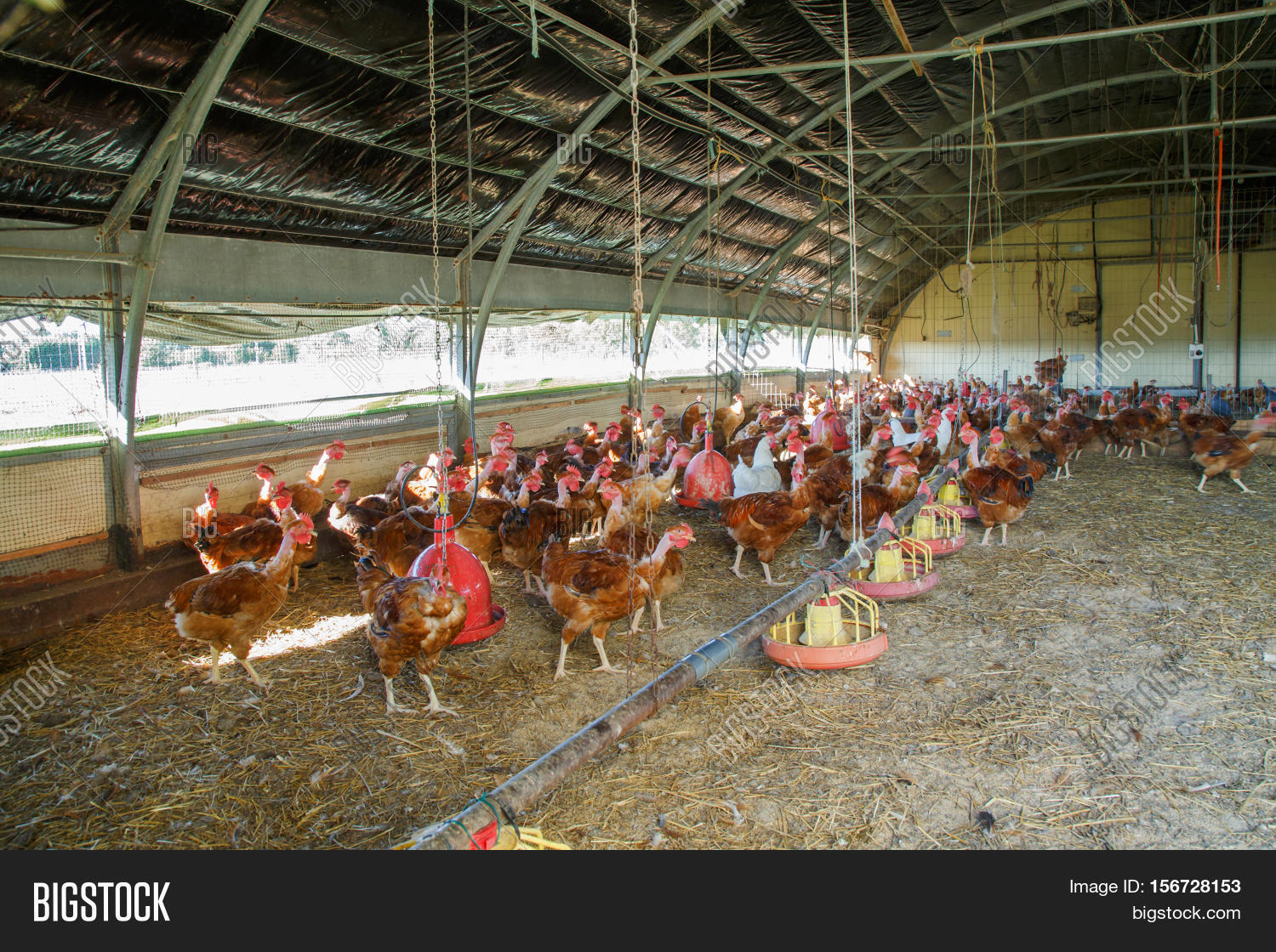 Organic Capon Chicken Image & Photo (Free Trial) | Bigstock
