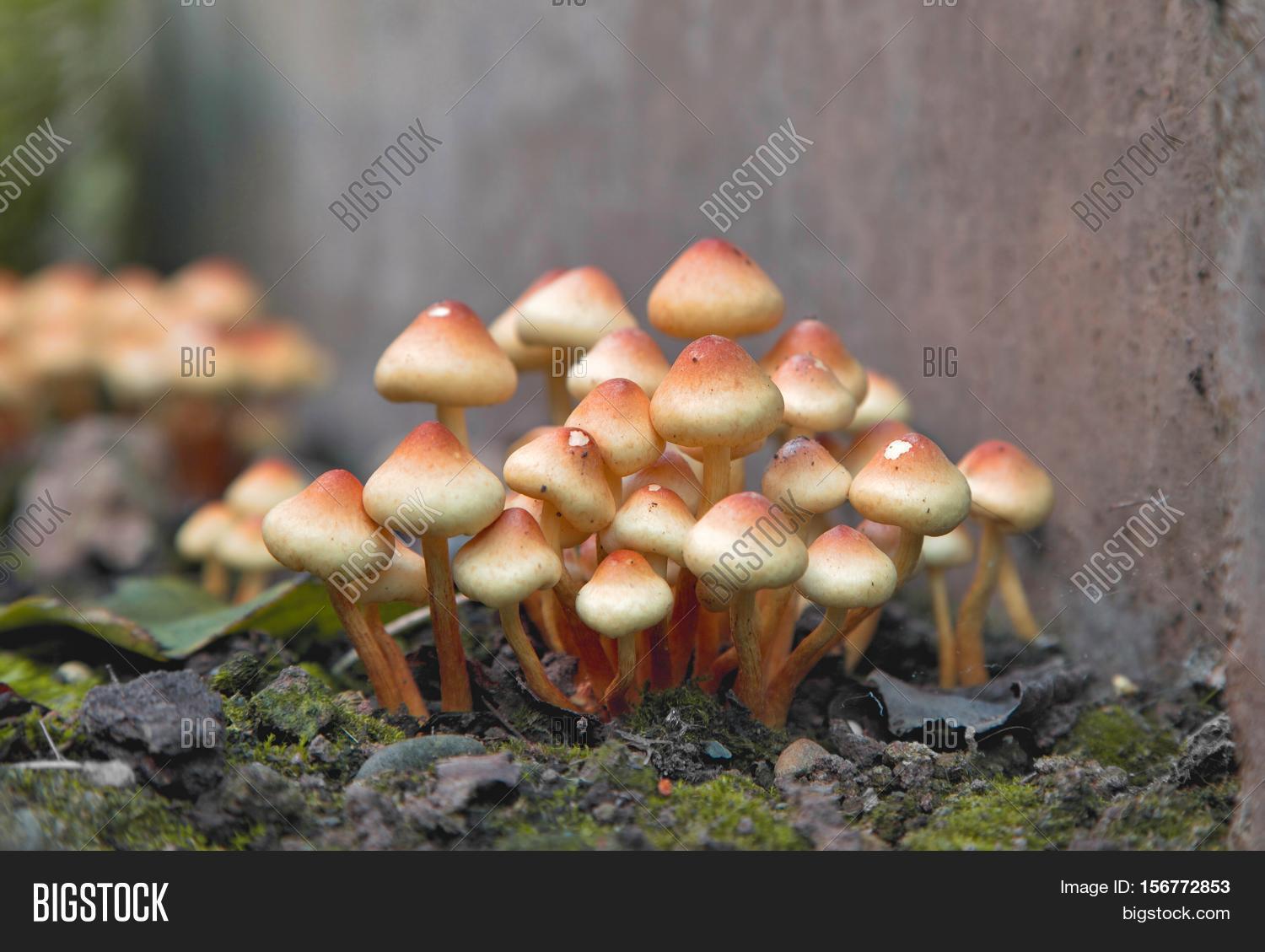 Sulphur Tuft Mushrooms Image & Photo (Free Trial) | Bigstock