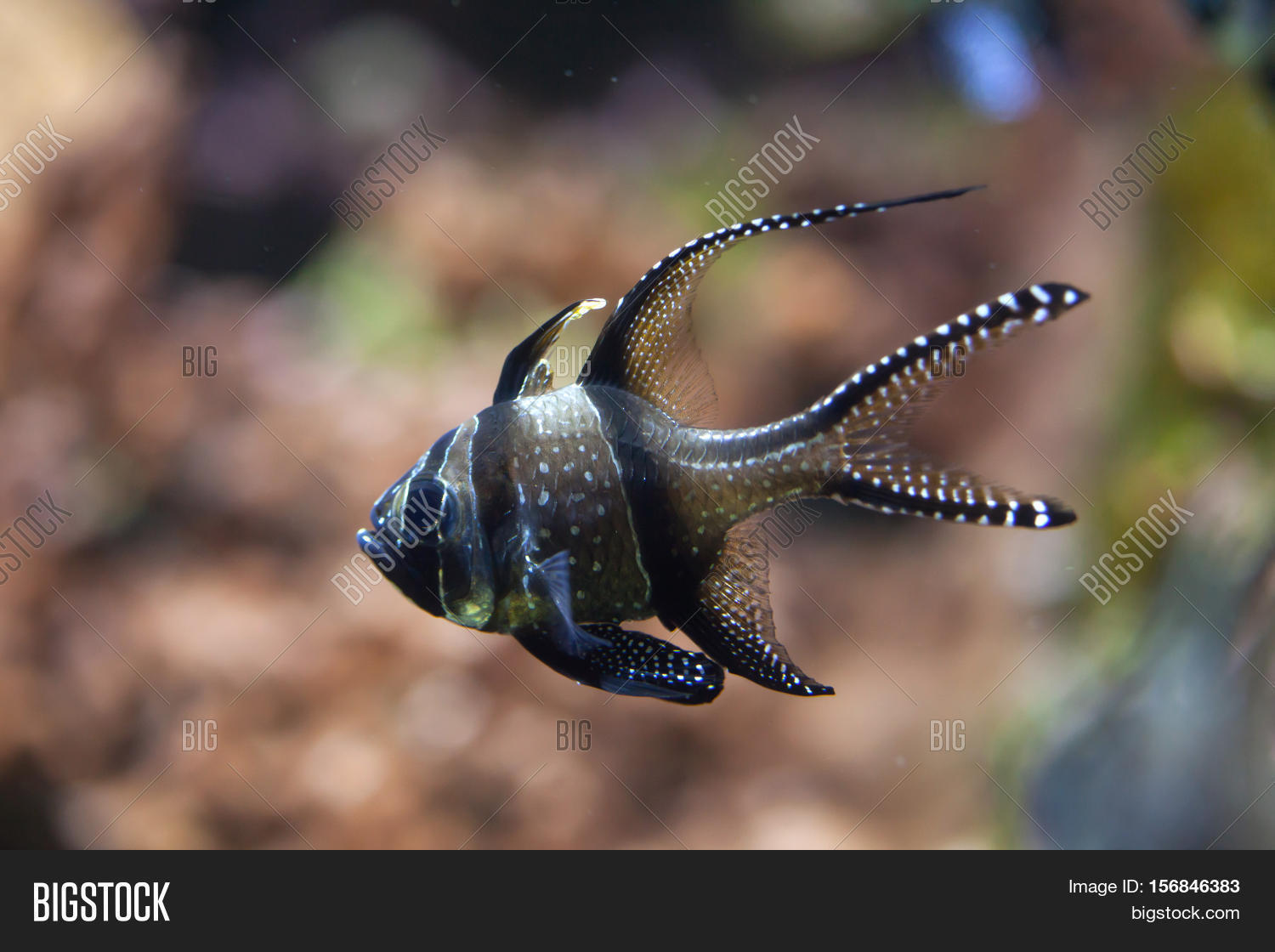 Banggai Cardinalfish ( Image & Photo (Free Trial) | Bigstock