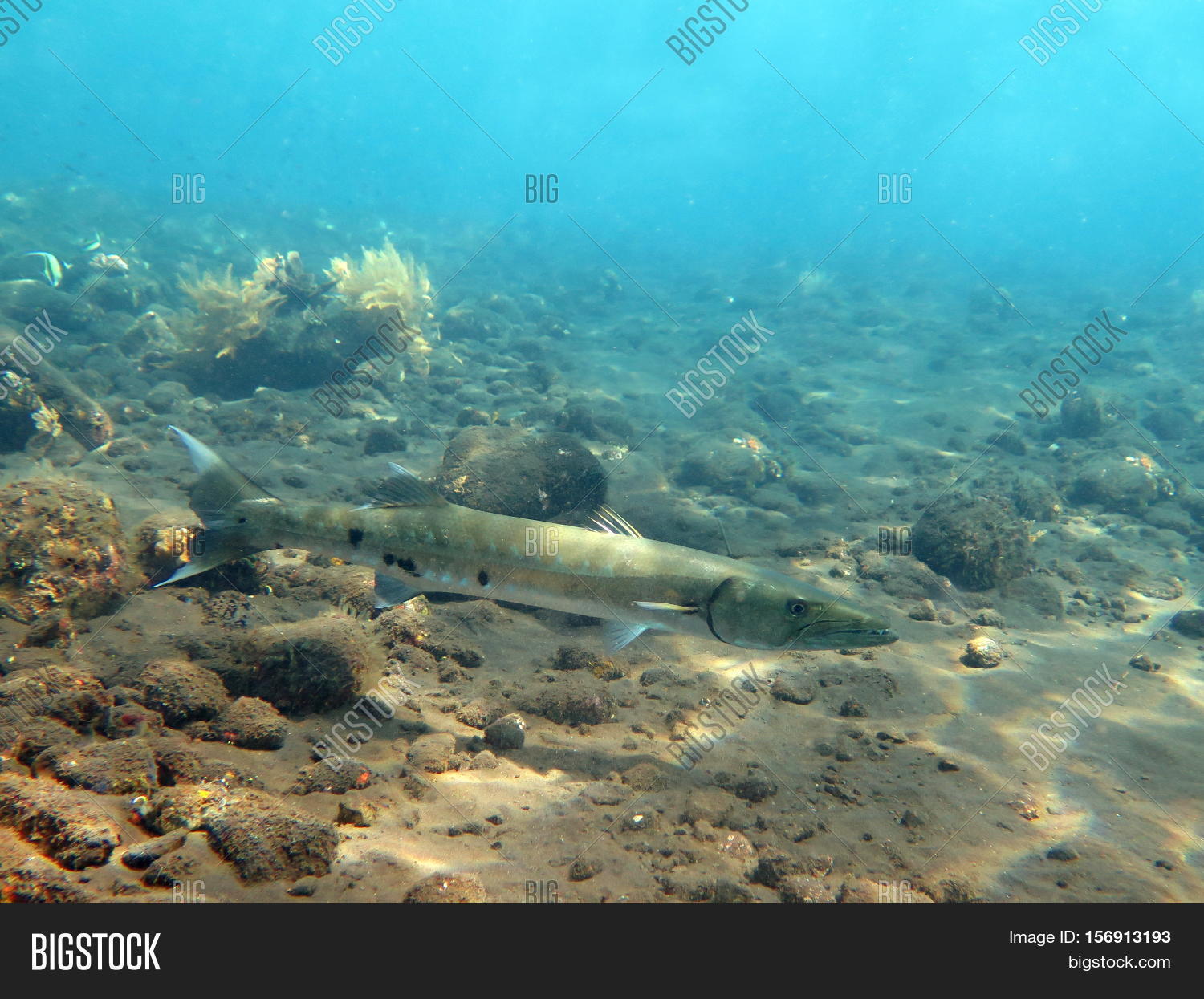 Great Barracuda Fish Image & Photo (Free Trial) | Bigstock