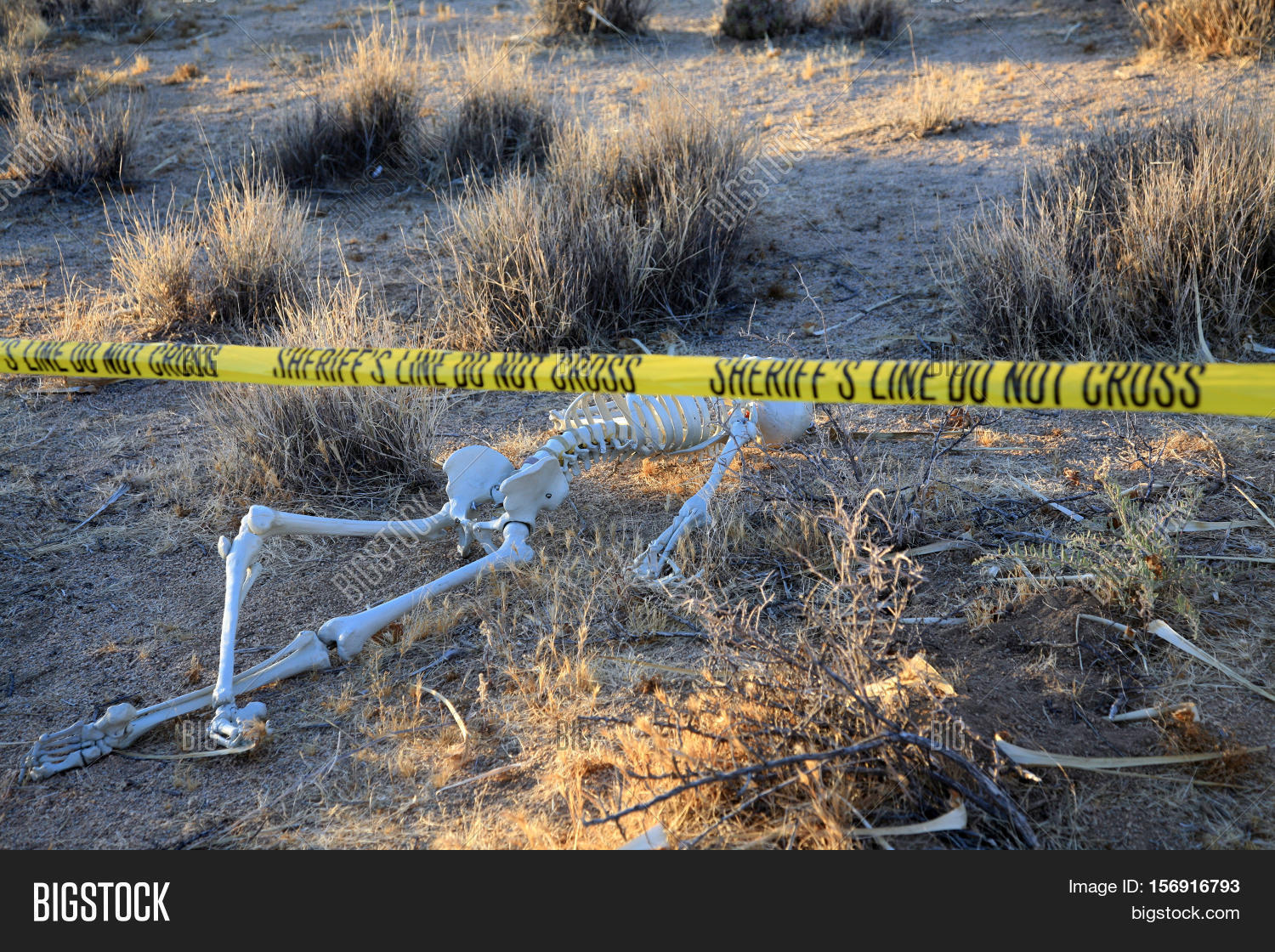 Crime Scene. Skeleton Image & Photo (Free Trial) | Bigstock