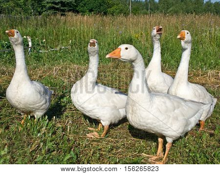 Poultry Goose On Years Image & Photo (Free Trial) | Bigstock