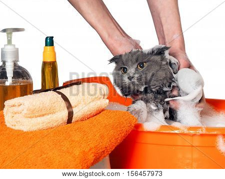 Process Washing Cat Image & Photo (Free Trial) | Bigstock
