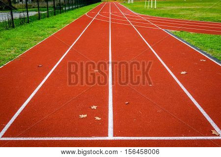 Maple Leafs On Image & Photo (Free Trial) | Bigstock